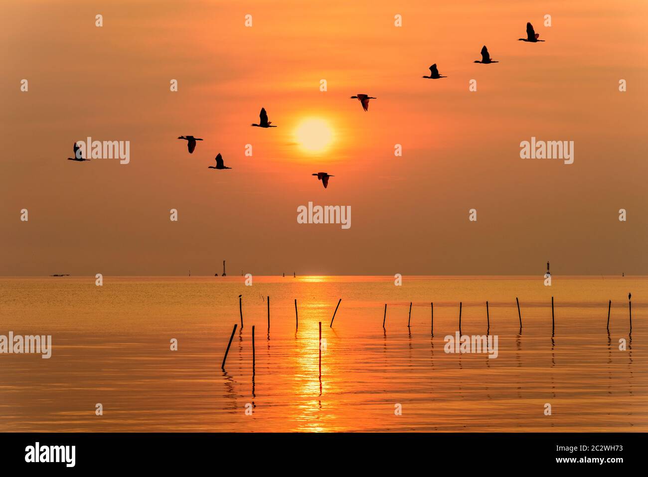 Seagulls flying silhouette hi-res stock photography and images - Alamy