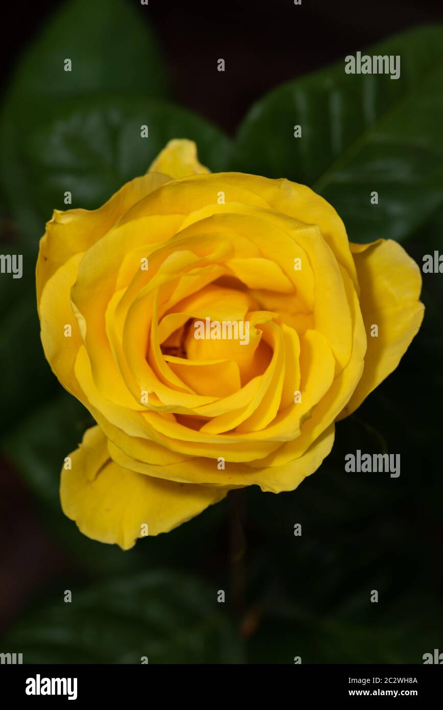 Prity leaves hi-res stock photography and images - Alamy