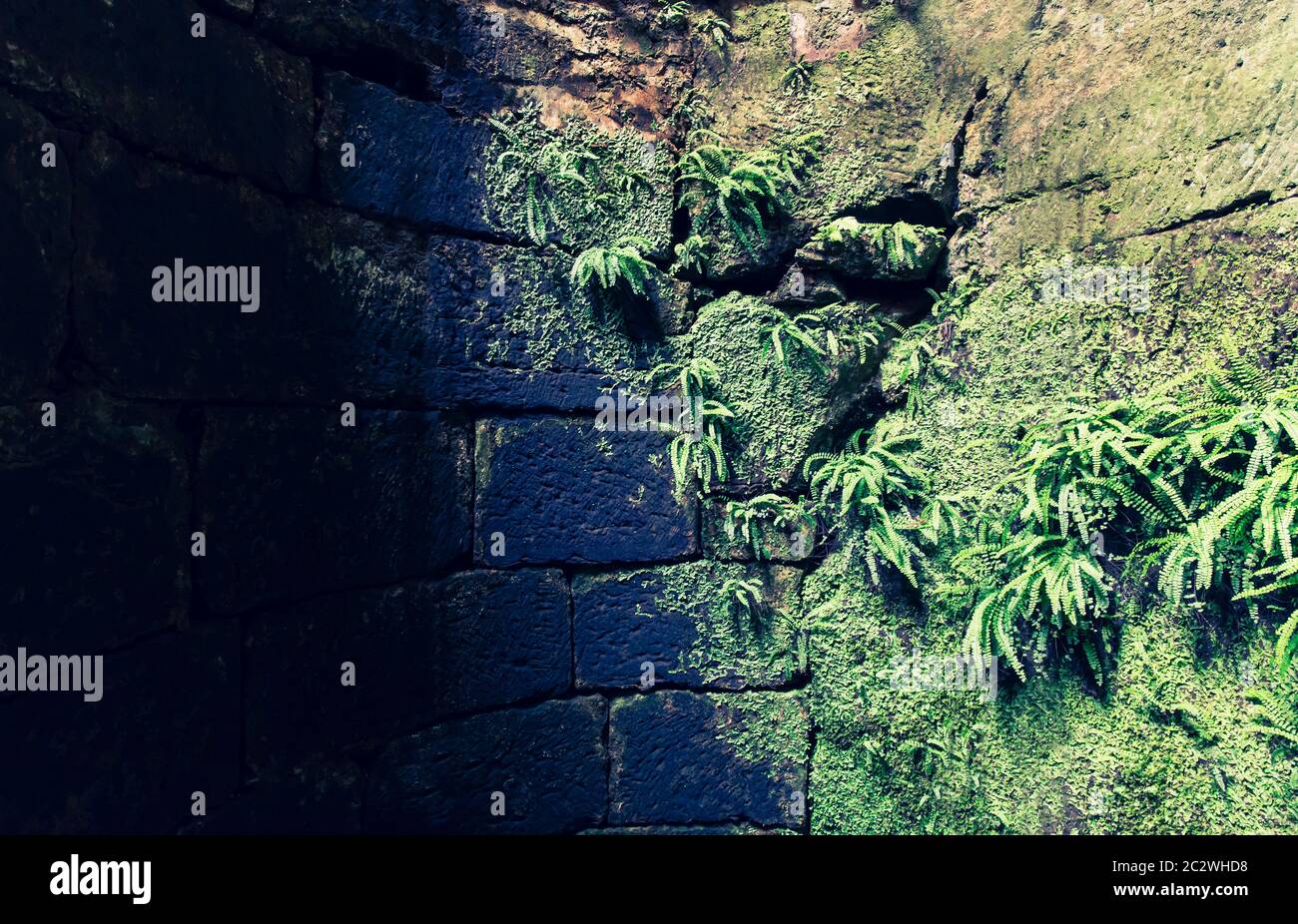 Old castle ruins, ancient stone building, walls are covered with moss ...