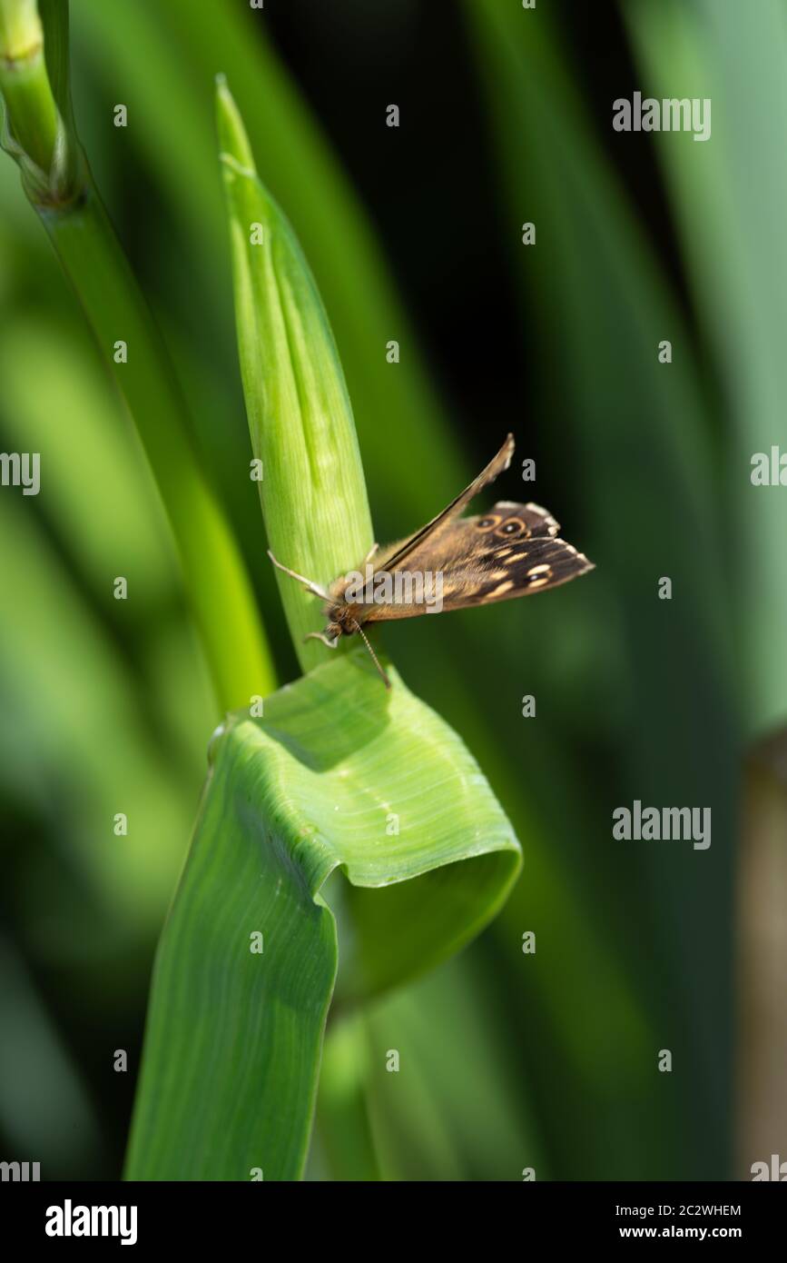 Silent butterfly hi-res stock photography and images - Alamy