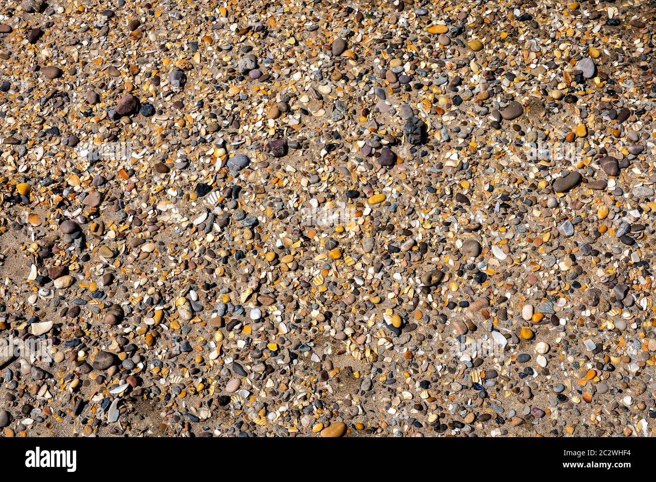 Photo picture texture sea shells and rocks on sand background Stock ...