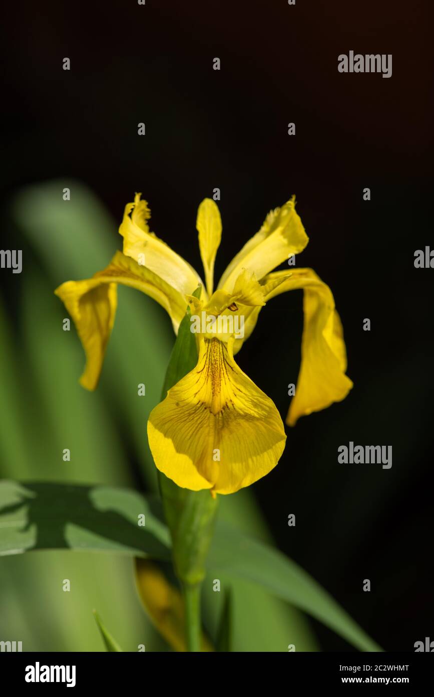 Inspseudacorus hi-res stock photography and images - Alamy