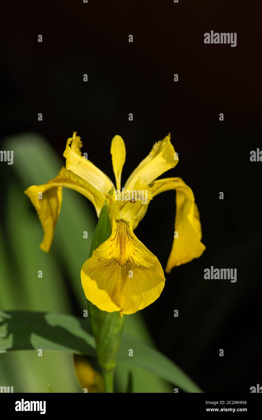 Inspseudacorus hi-res stock photography and images - Alamy