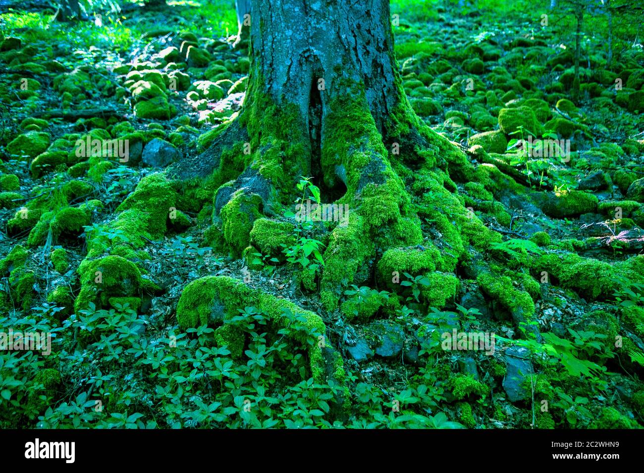 big tree in forest and stones covered with green moss Stock Photo - Alamy