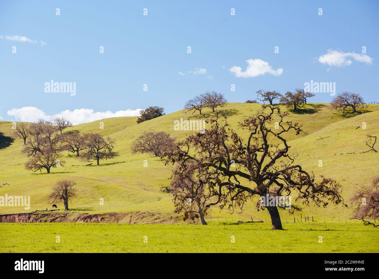 Grass valley california foliage hi-res stock photography and images - Alamy