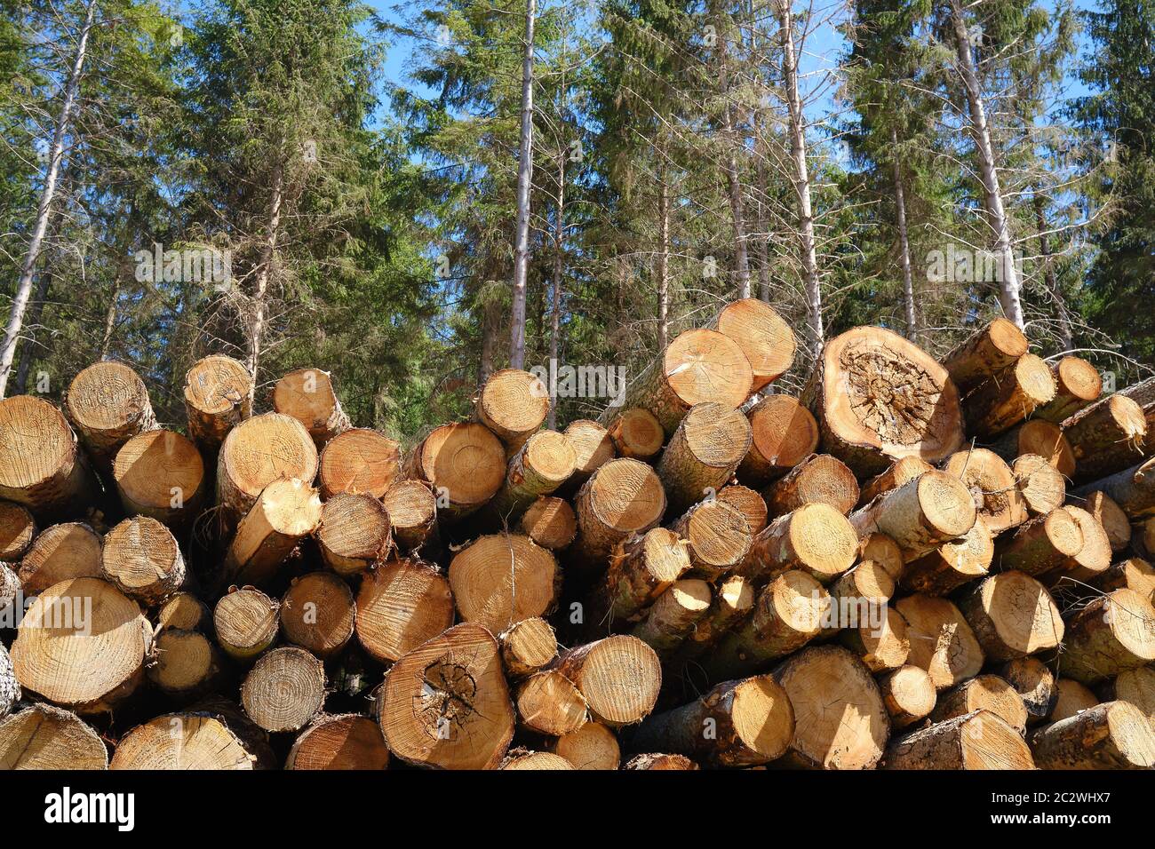 stacked logs in a forestry plantation Stock Photo - Alamy