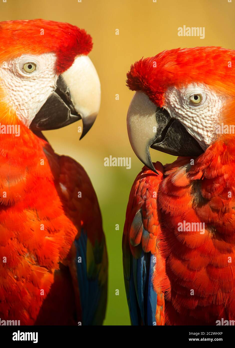 Portrait of two red macaw parrots Stock Photo - Alamy
