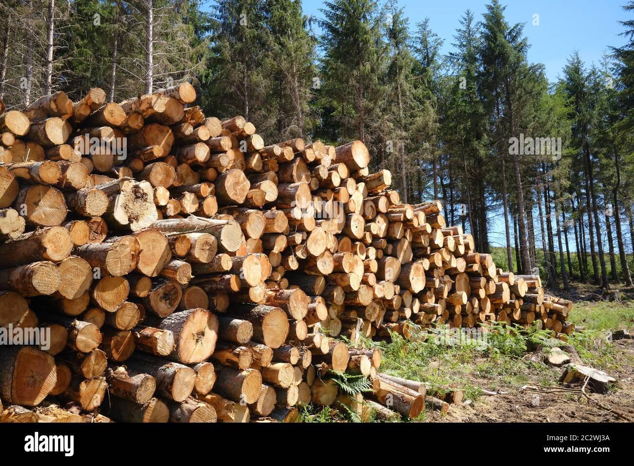 Forestry wood hi-res stock photography and images - Alamy