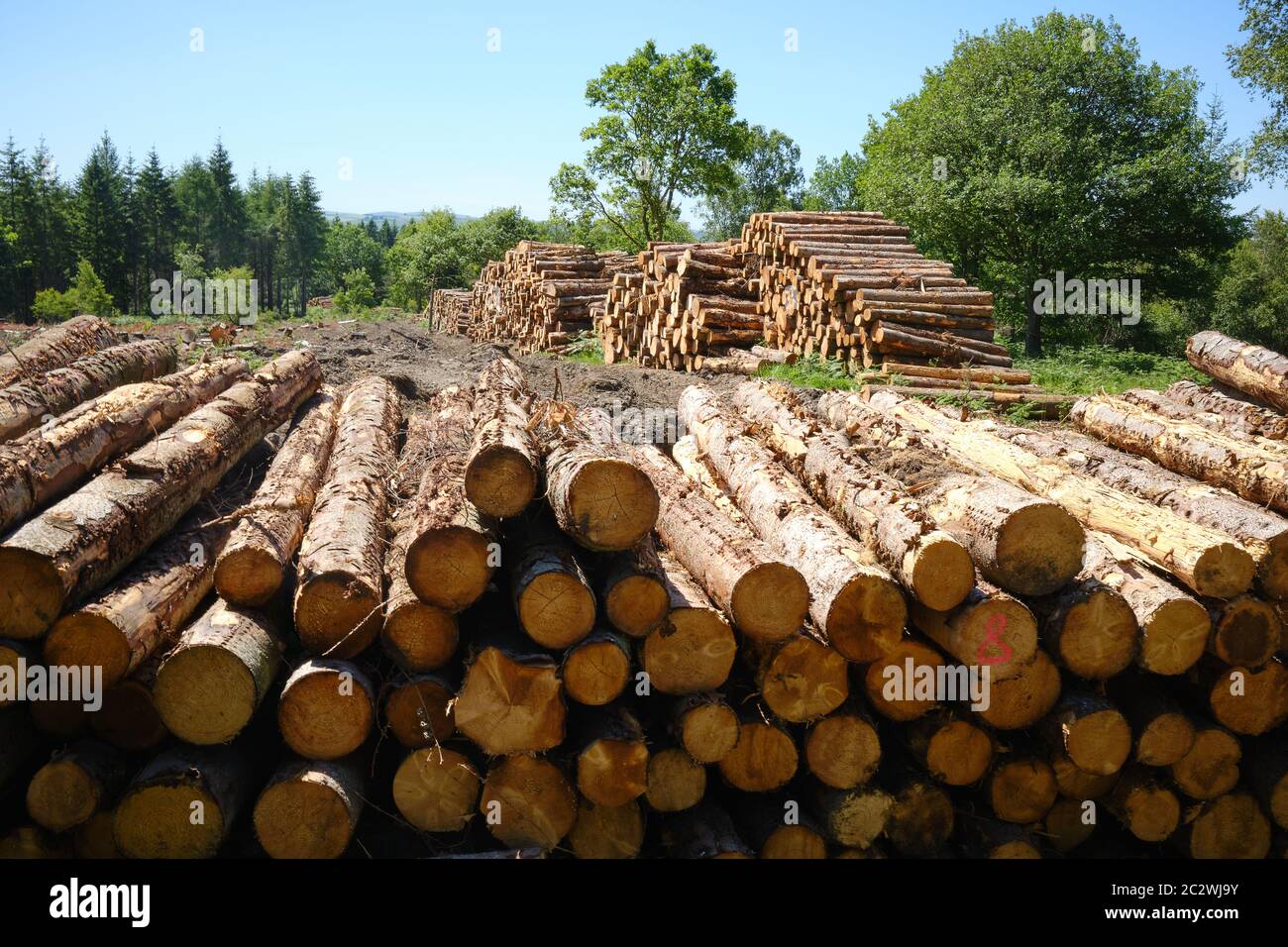 Forestry Plantation High Resolution Stock Photography and Images - Alamy