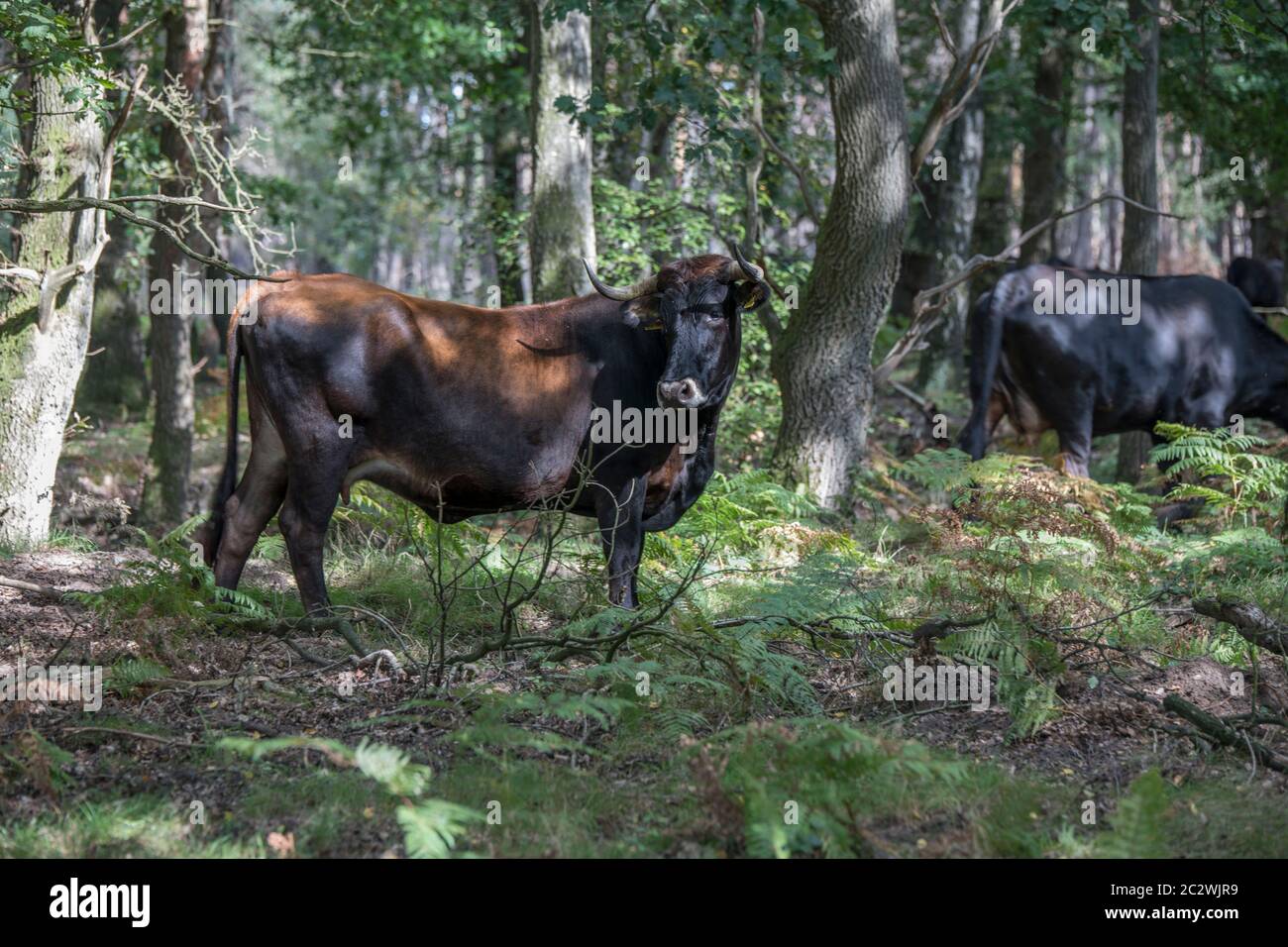 big winsent male animal in the wild nature of national par the hooge ...