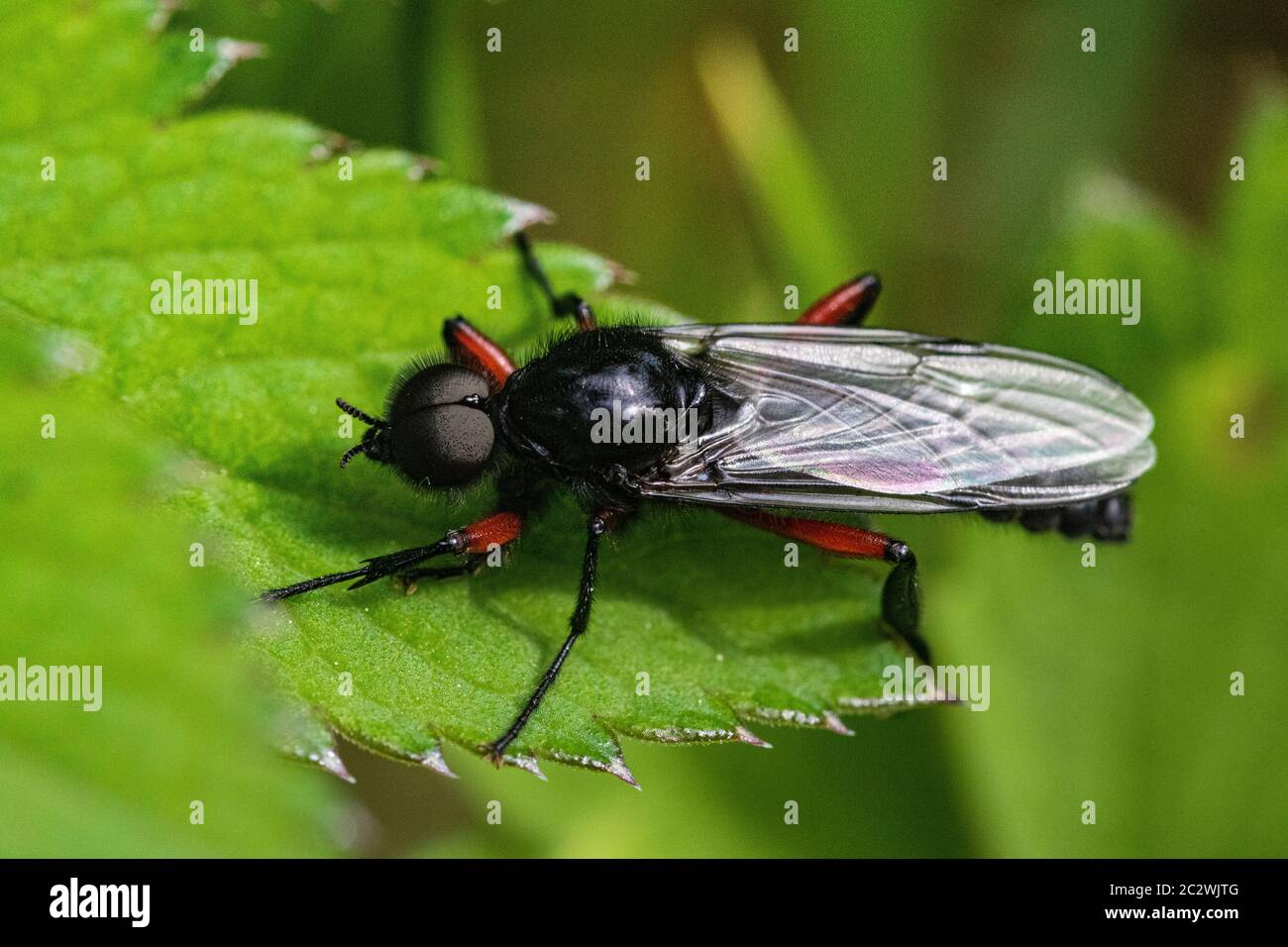 Fruit fly life cycle hi-res stock photography and images - Alamy
