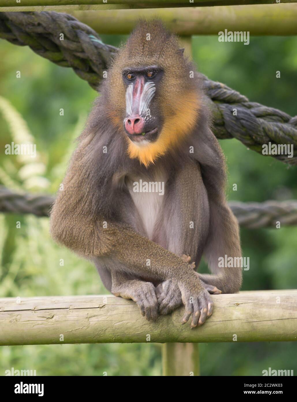 Mandrill with colorful face sitting on tree branch in jungle zoo Stock ...