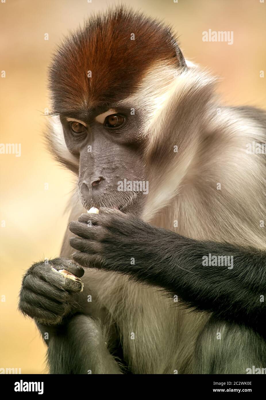 Mangabey monkey hi-res stock photography and images - Alamy