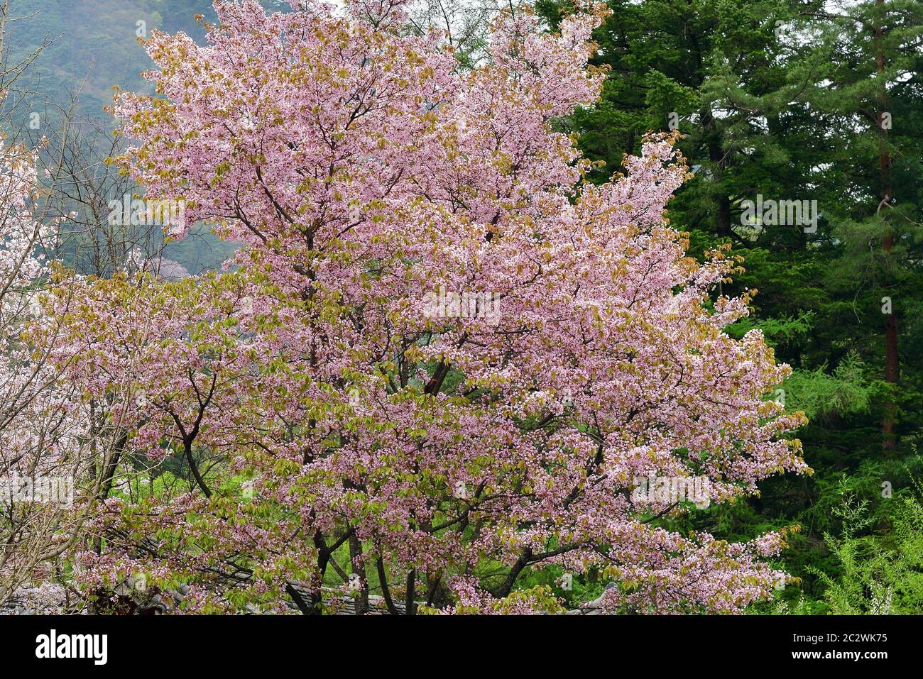 White and pink cherry blossom in full bloom. Cherry flowers in small ...