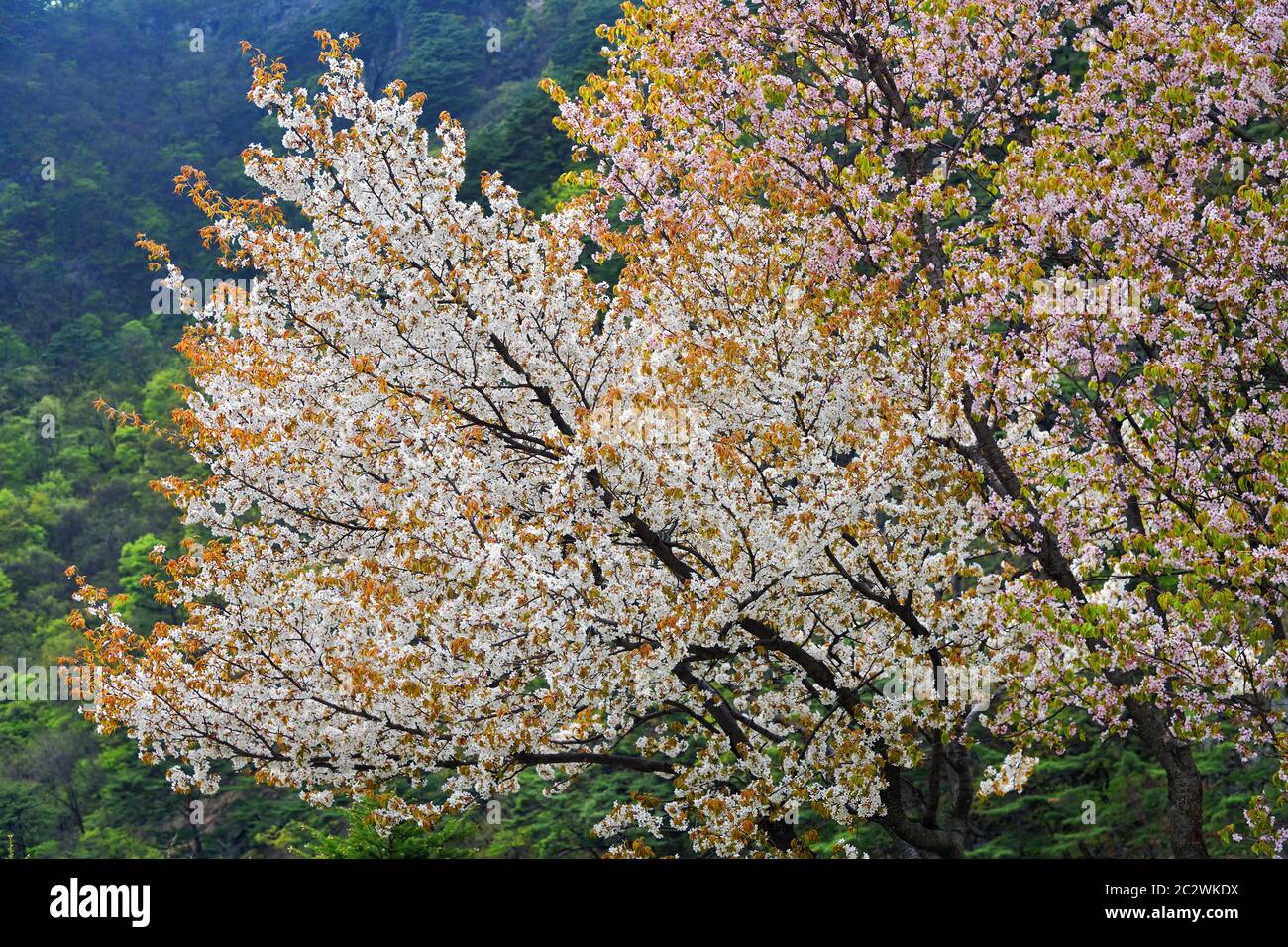 White and pink cherry blossom in full bloom. Cherry flowers in small ...
