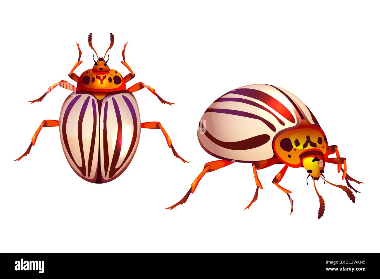 Colorado beetle, potato bug realistic vector illustration. Adult insect ...