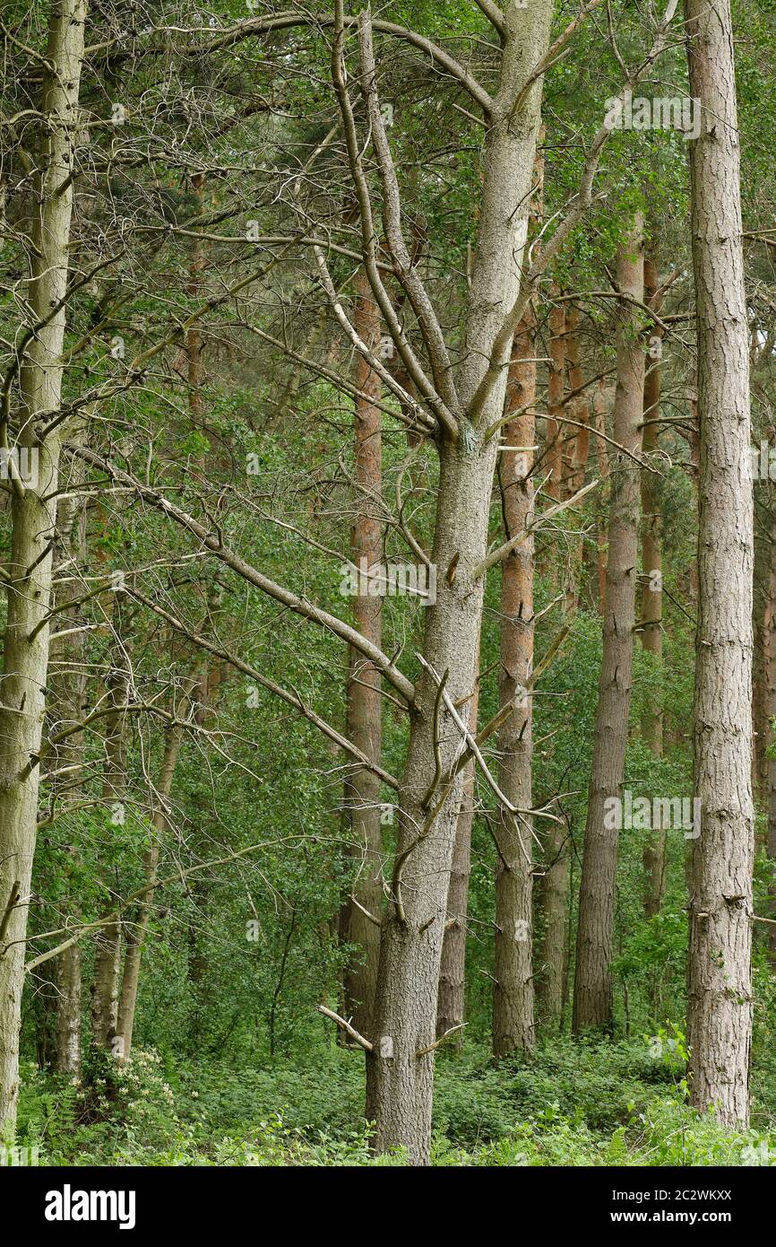 Forestry Plantation High Resolution Stock Photography and Images - Alamy