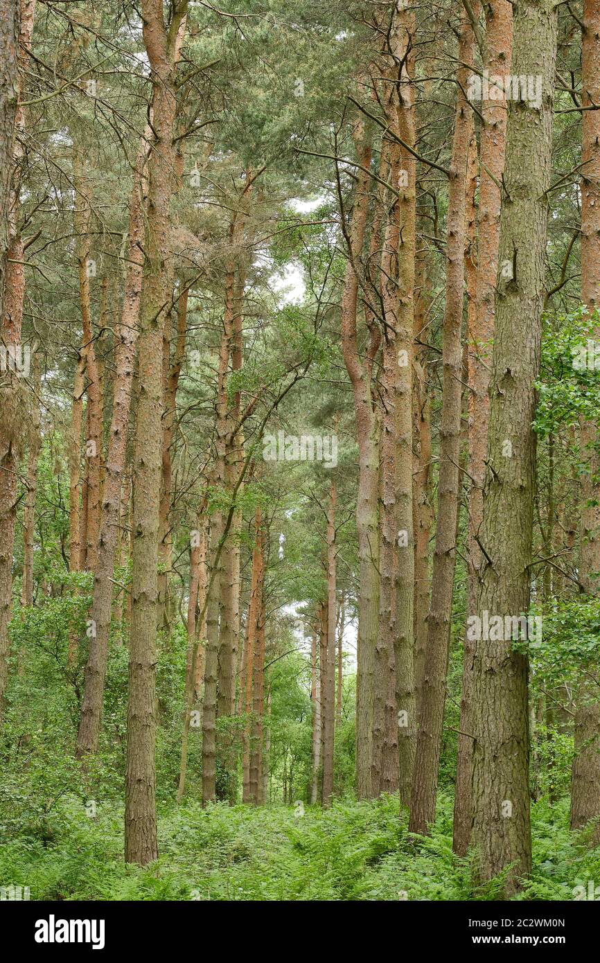 Forestry plantation hi-res stock photography and images - Alamy