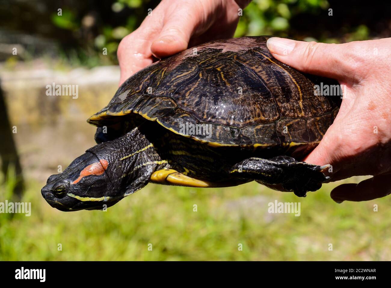 Photo picture Common turtle Slider Trachemys scripta animal reptile ...