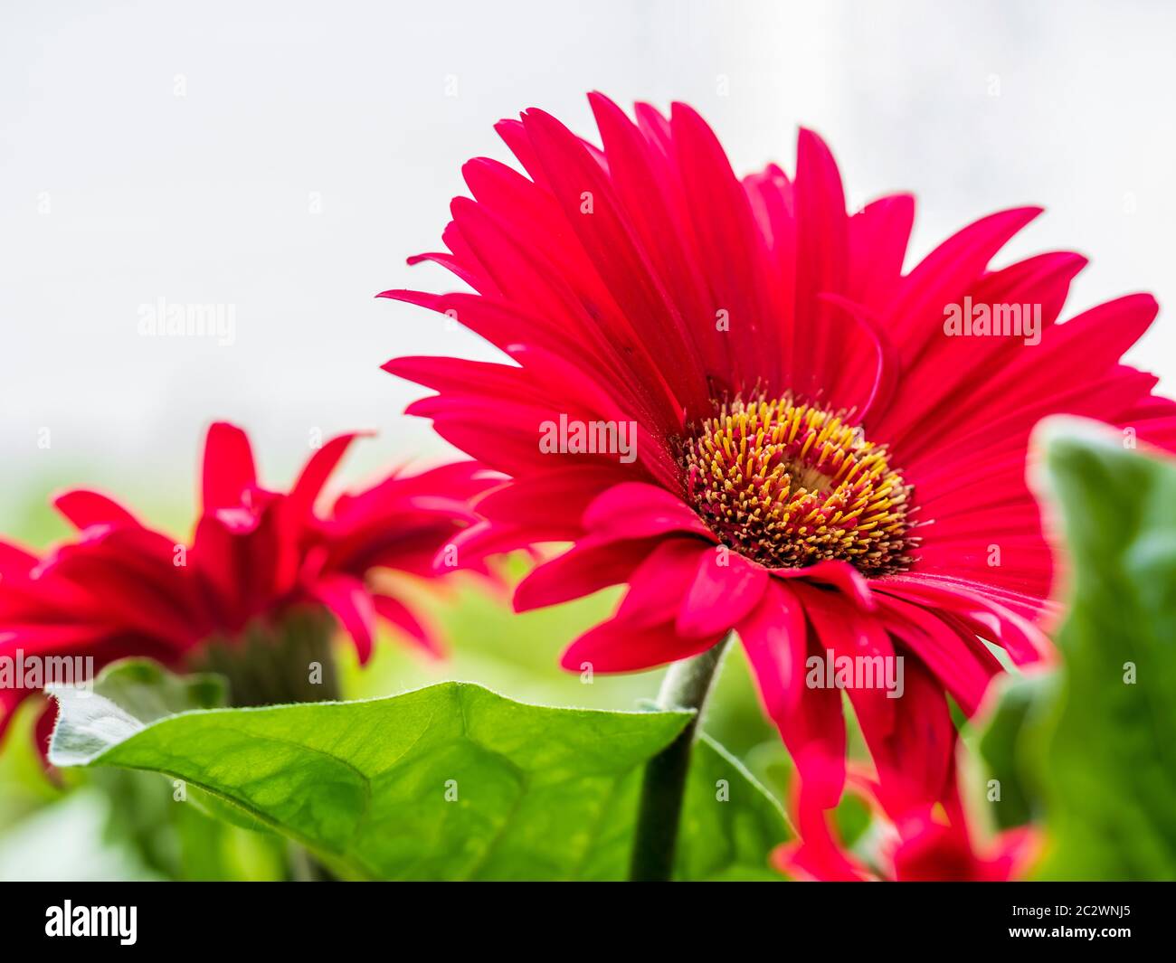Dark pink Gerbera daisy up close with a white background and green ...