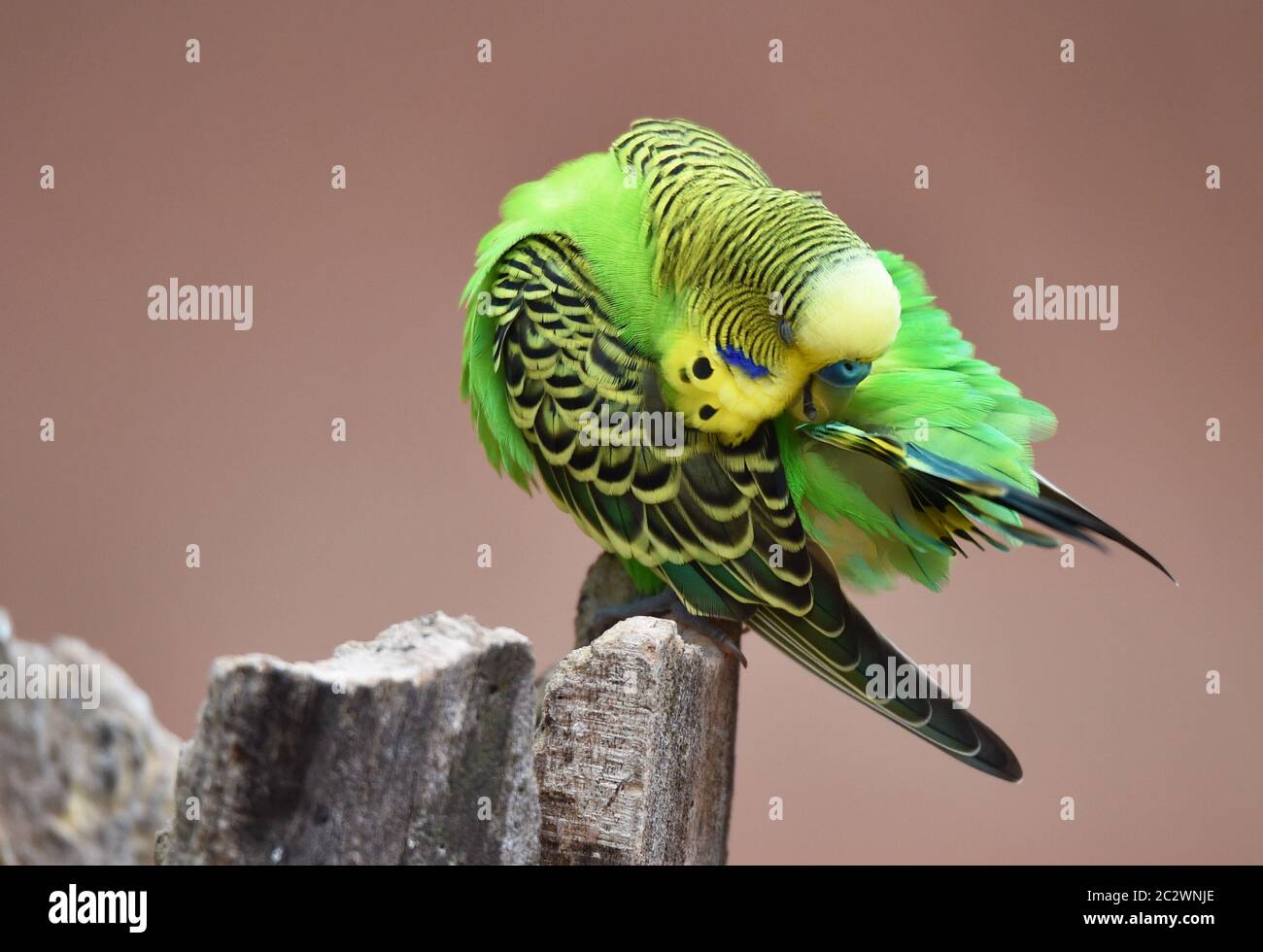 Preening parakeet hi-res stock photography and images - Alamy