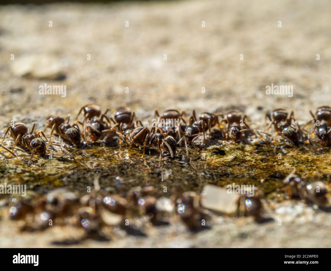 Ant drinking water hi-res stock photography and images - Alamy