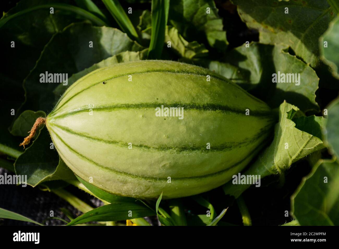 Photo picture of Melon plant in a vegetable garden Stock Photo - Alamy