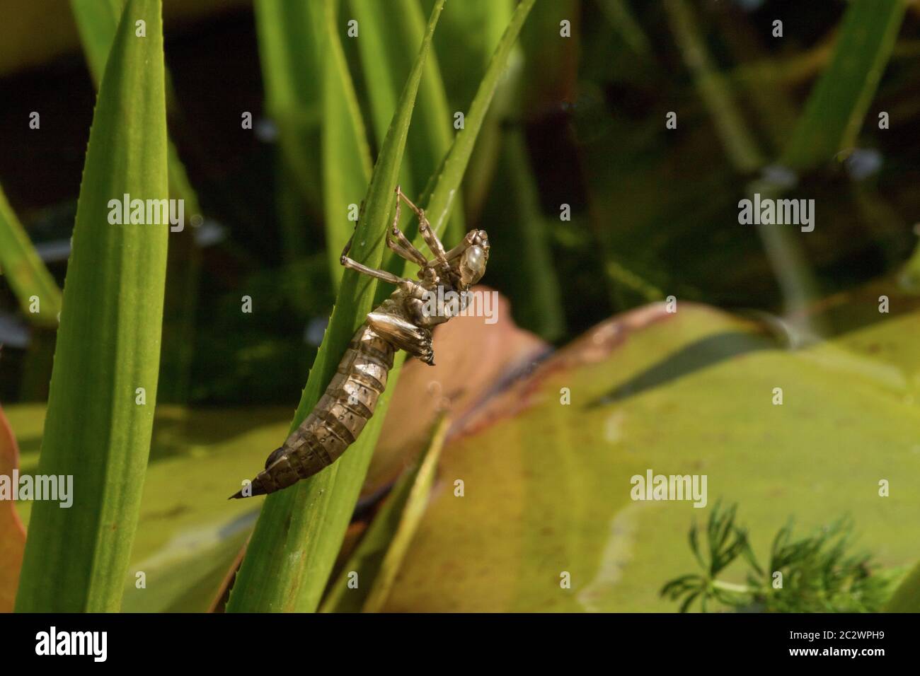Long dark brown abandoned exoskeleton Dragonfly Nymph left attached to ...