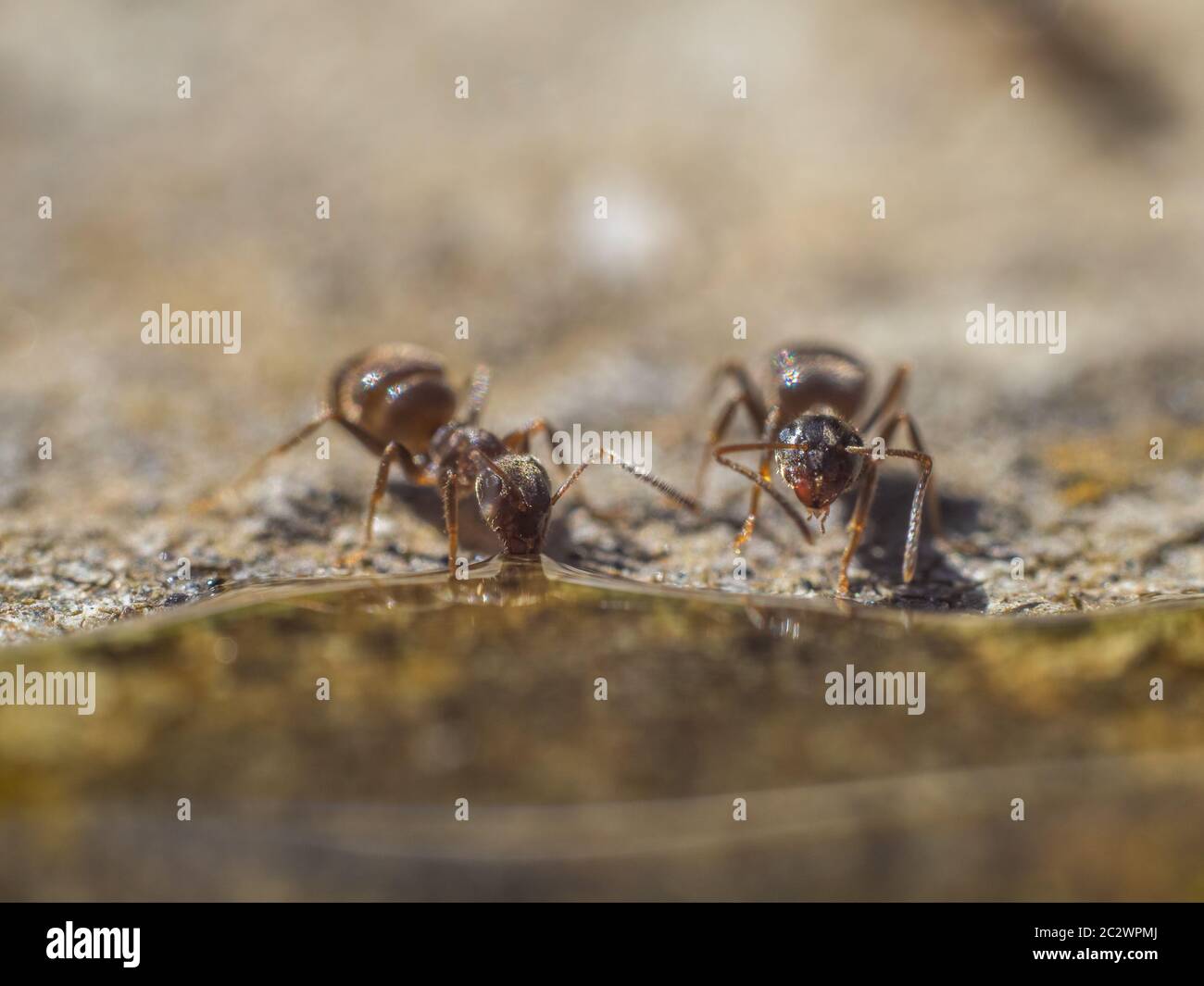 Garden Black Ant Drinking Sugar Water Stock Photo - Alamy