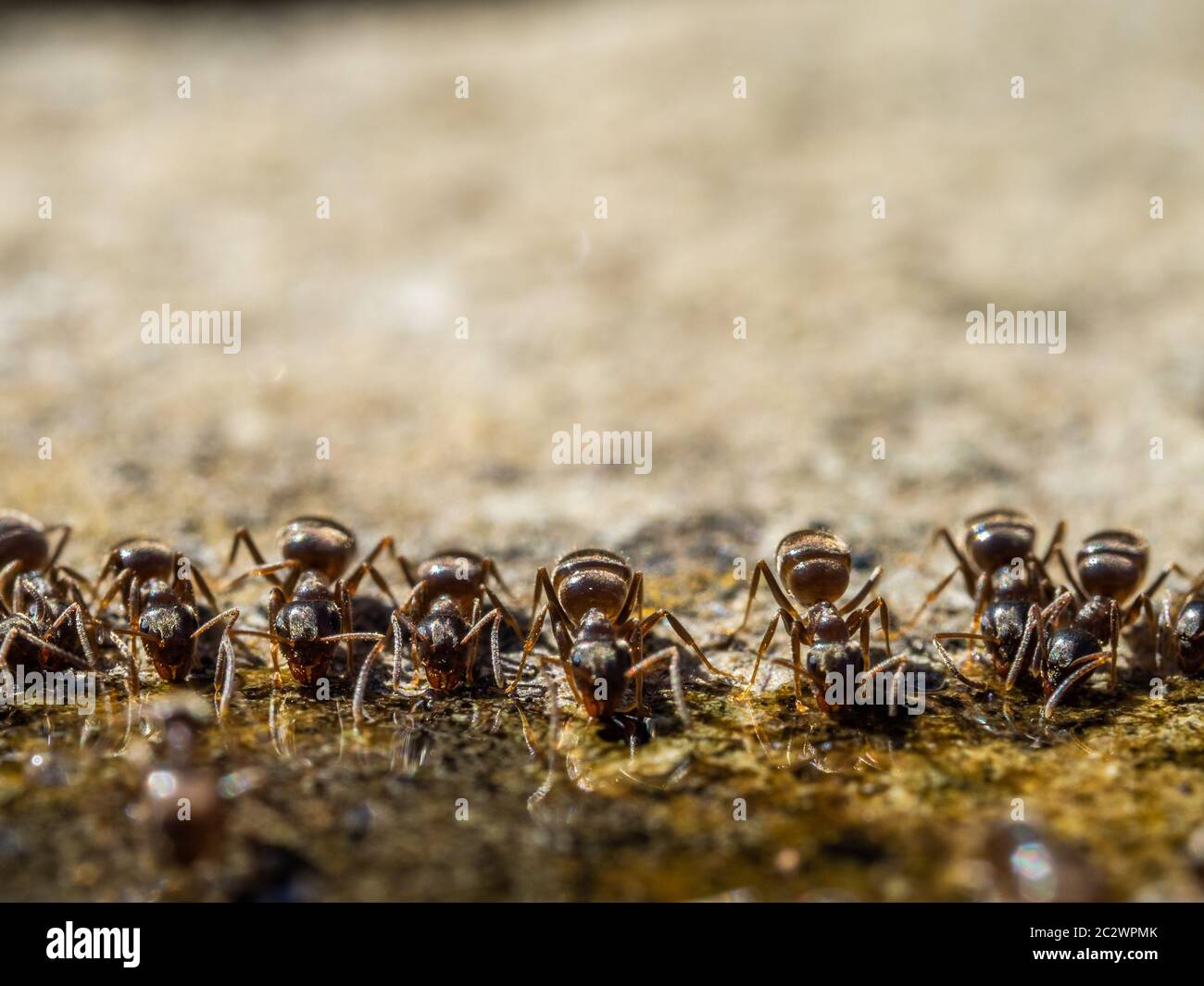 Ant drinking hi-res stock photography and images - Alamy