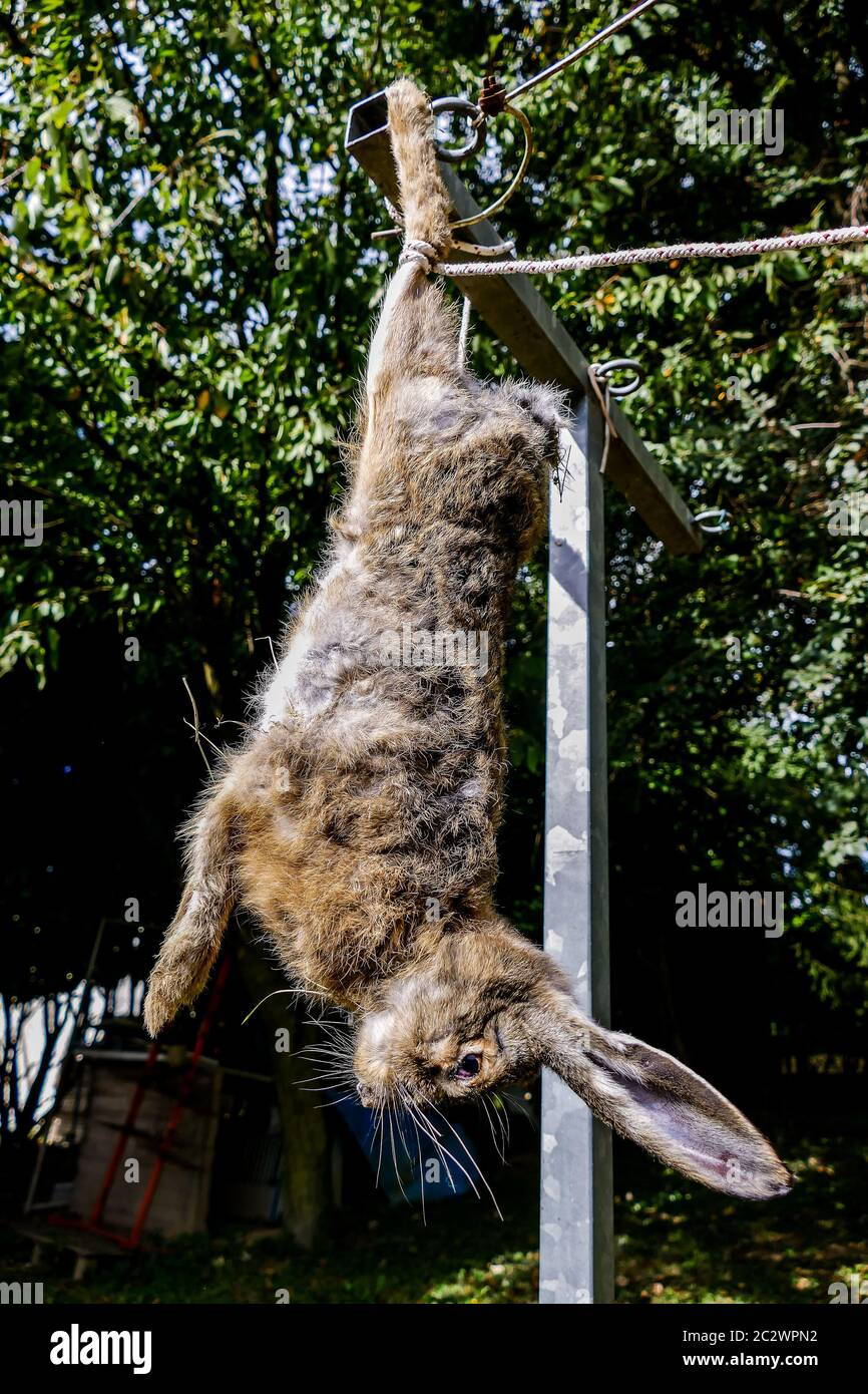 The slaughter of the animal hare Animal slaughter The death of the hare ...