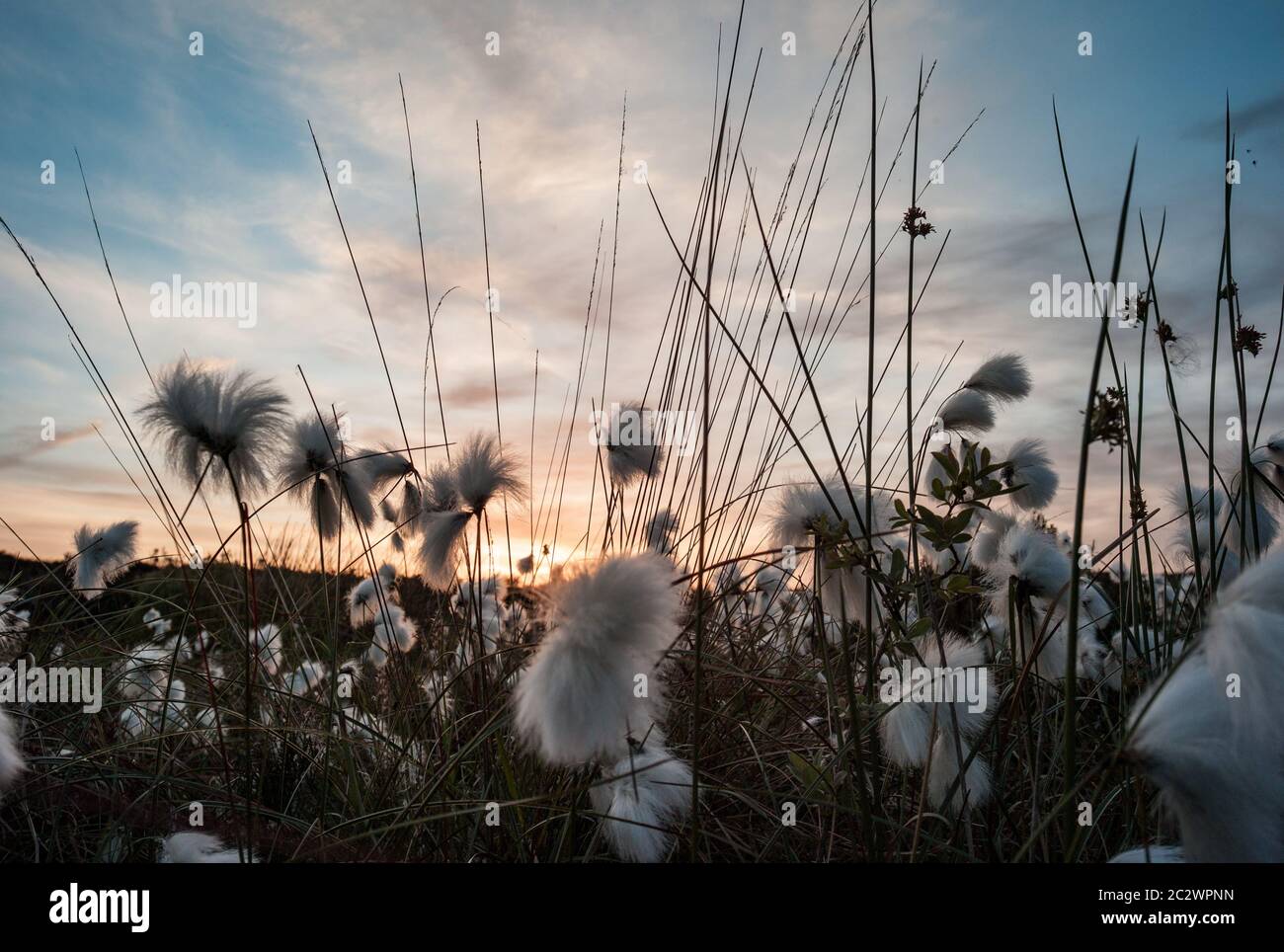 Peat bog flora ireland hi-res stock photography and images - Alamy