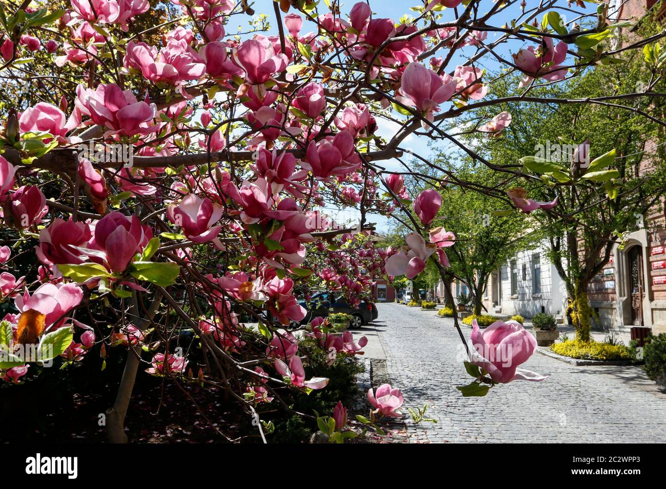 Magnolia tree in blossom in an old european city. Spring time Stock ...