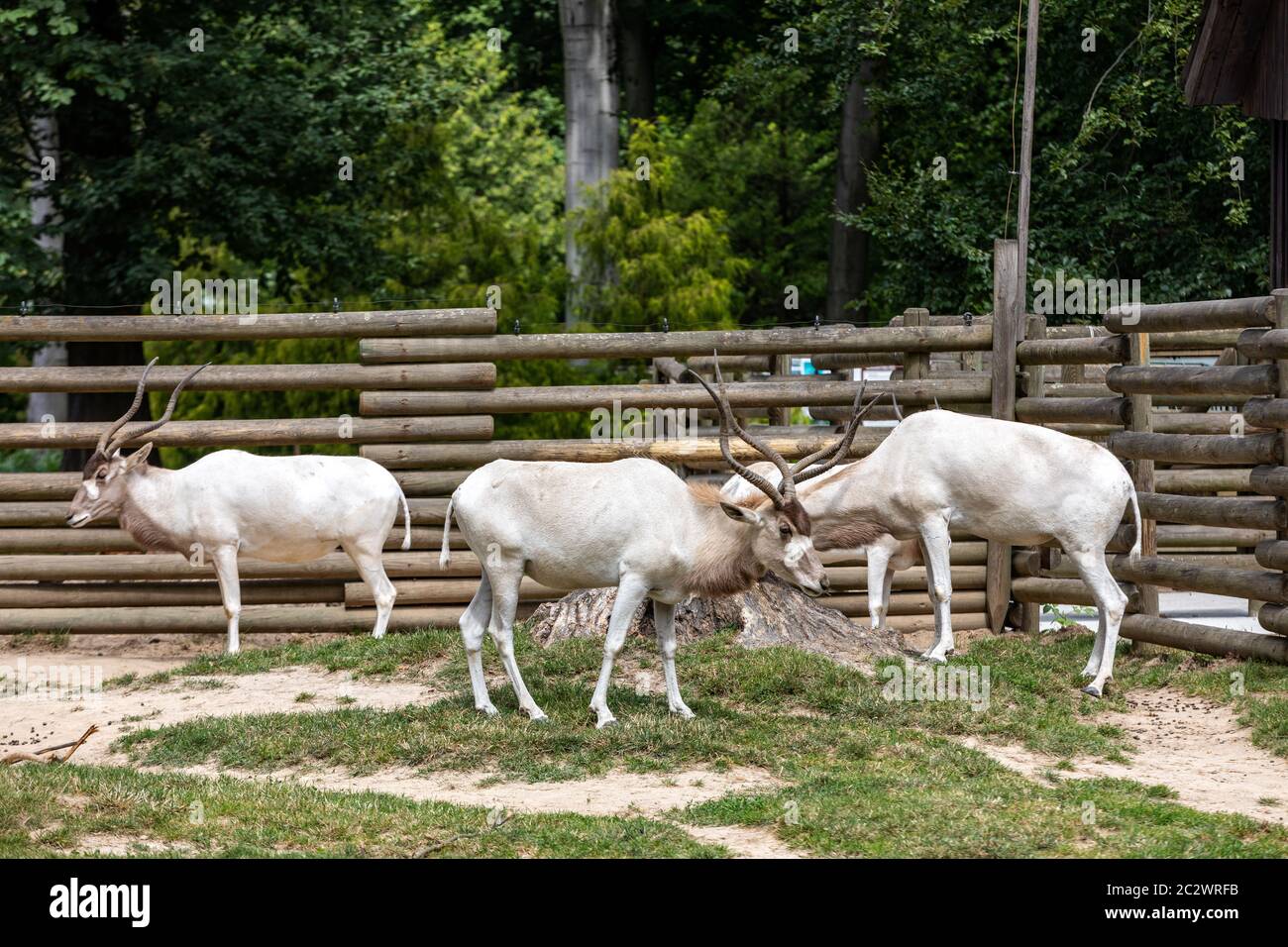 White antelopes hi-res stock photography and images - Alamy