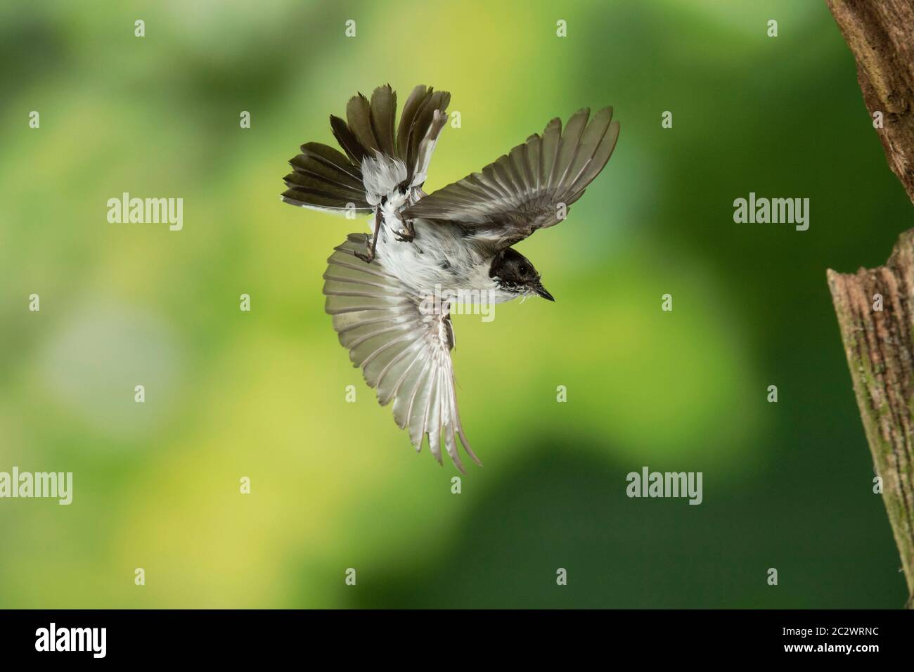 BIRD . Pied Flycatcher, ( male ) in flight, Wales, UK Stock Photo - Alamy