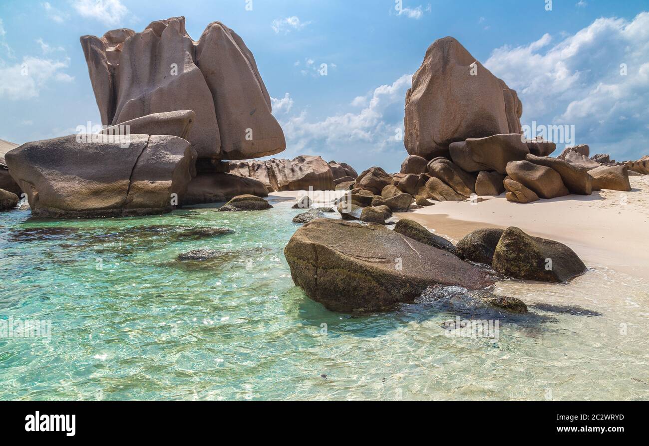 Marron Fish High Resolution Stock Photography and Images - Alamy