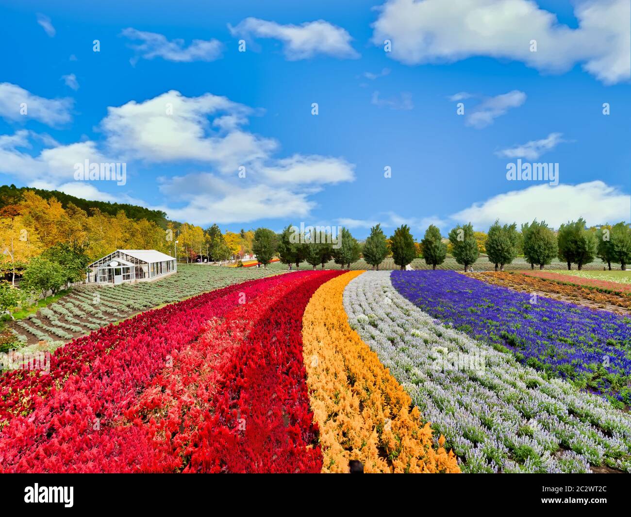 flower farm in rural hokkaido Stock Photo - Alamy