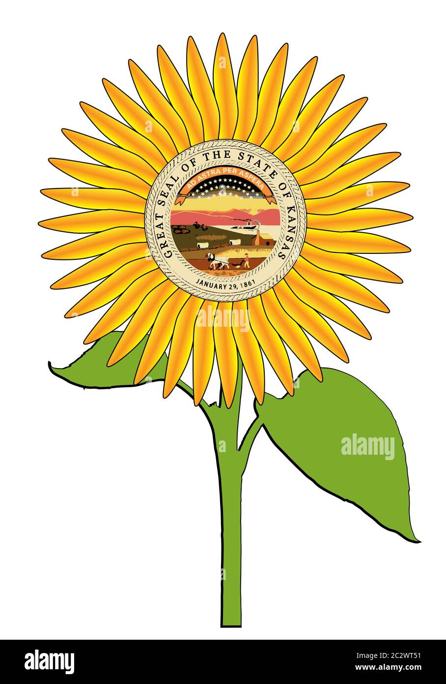 The head of a large sunflower plant isolated on a white background with ...