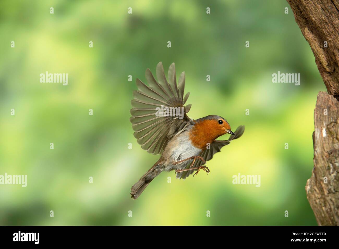 Robin in flight hi-res stock photography and images - Alamy