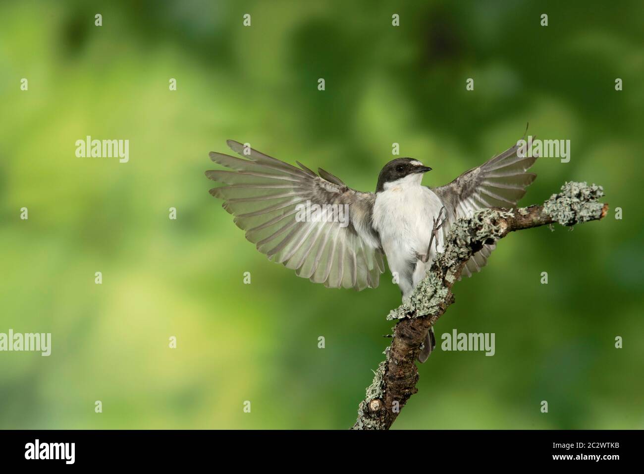 BIRD . Pied Flycatcher, ( male ) in flight, landing on a twig, Wales ...