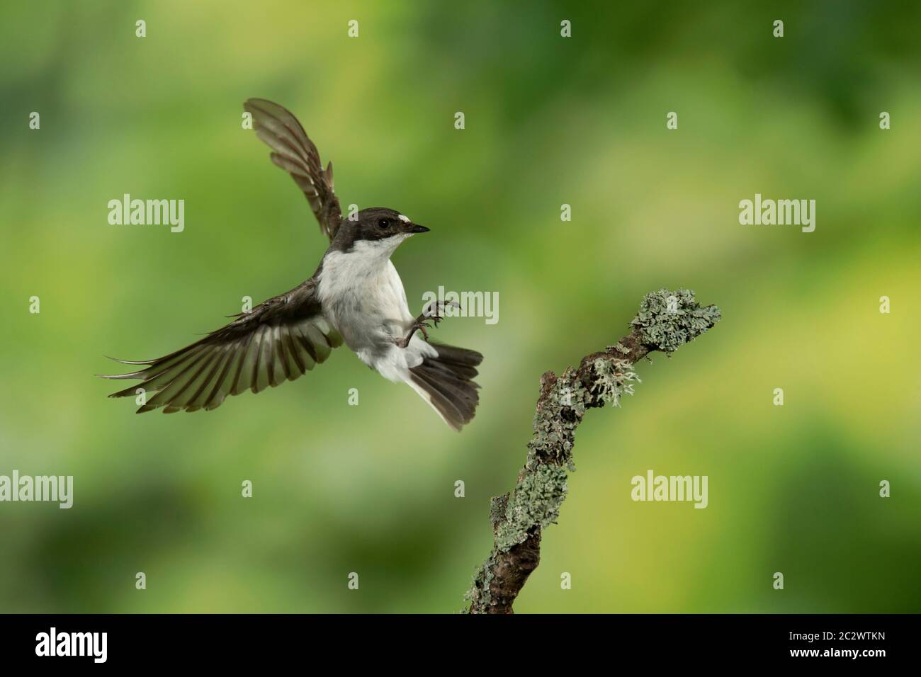BIRD . Pied Flycatcher, ( male ) in flight, landing on a twig, Wales ...