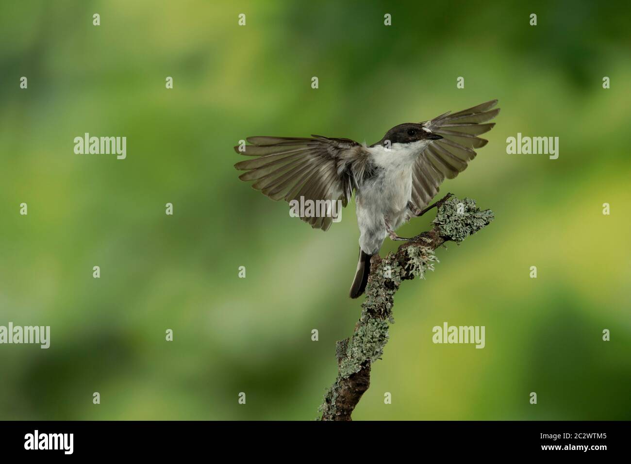 BIRD . Pied Flycatcher, ( male ) in flight, landing on a twig, Wales ...