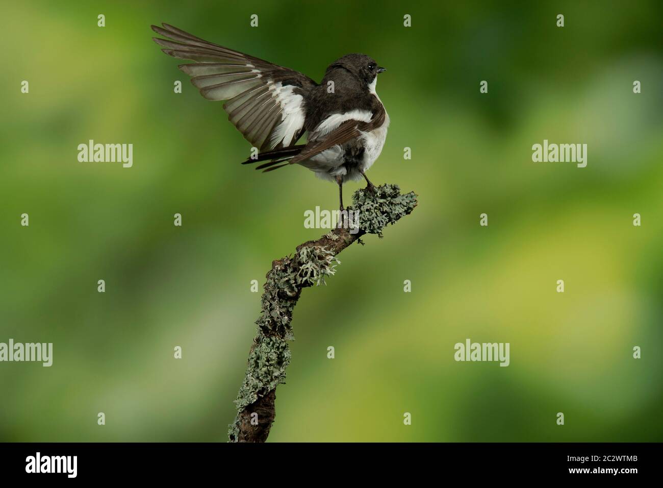 BIRD . Pied Flycatcher, ( male ) in flight, landing on a twig, Wales ...