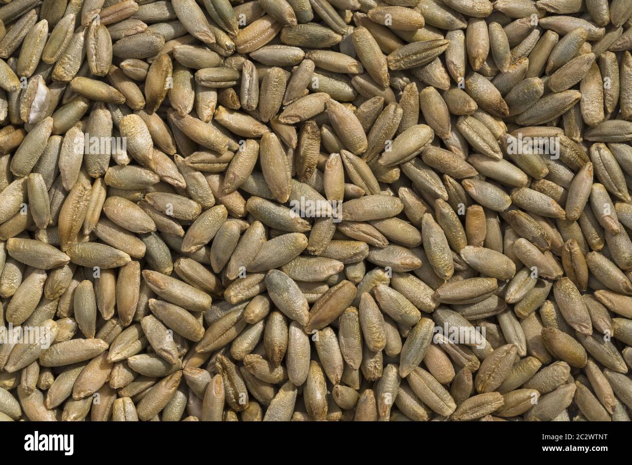 Rye grains hi-res stock photography and images - Alamy