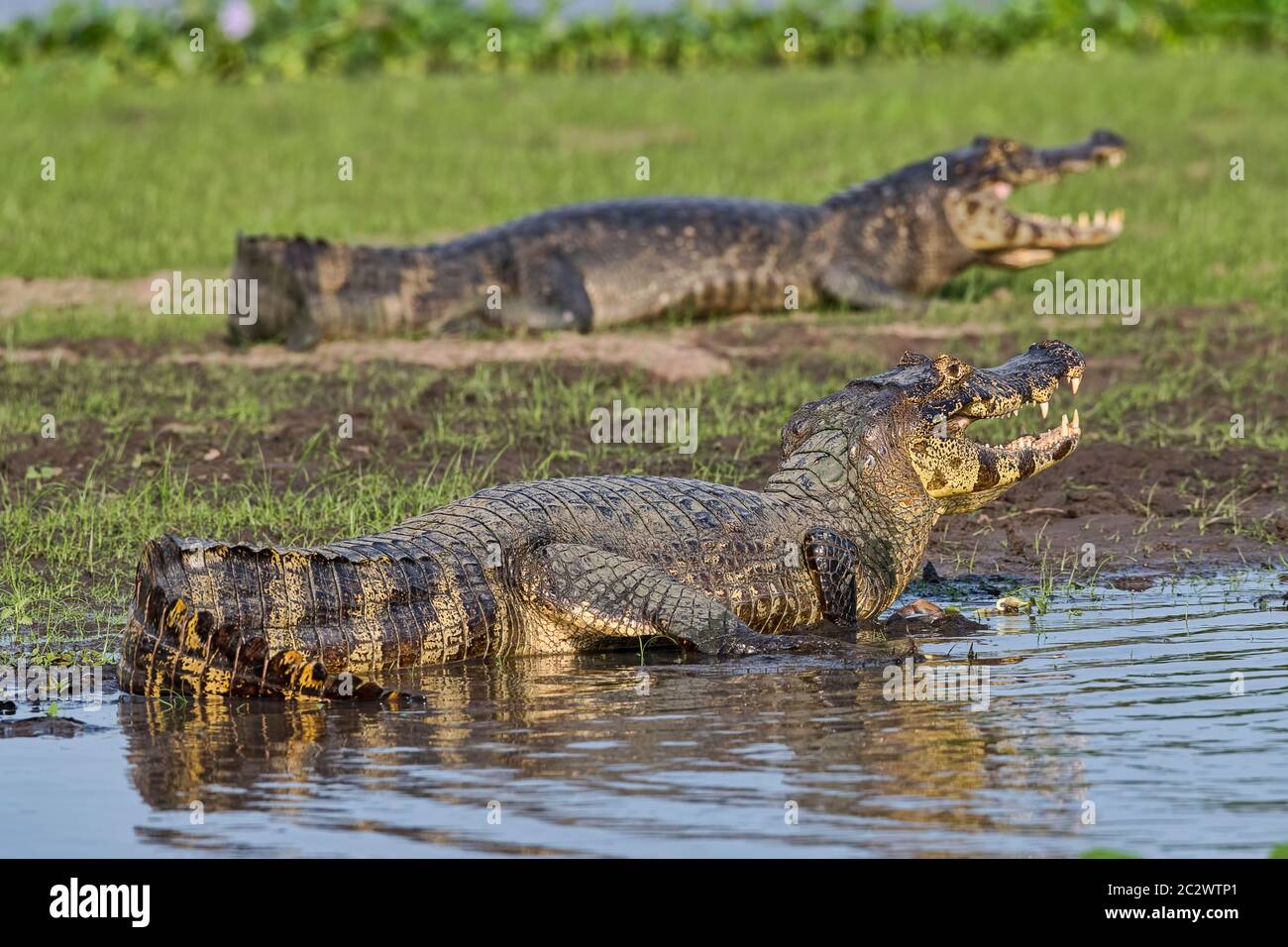 Krokodil brasilien hi-res stock photography and images - Alamy
