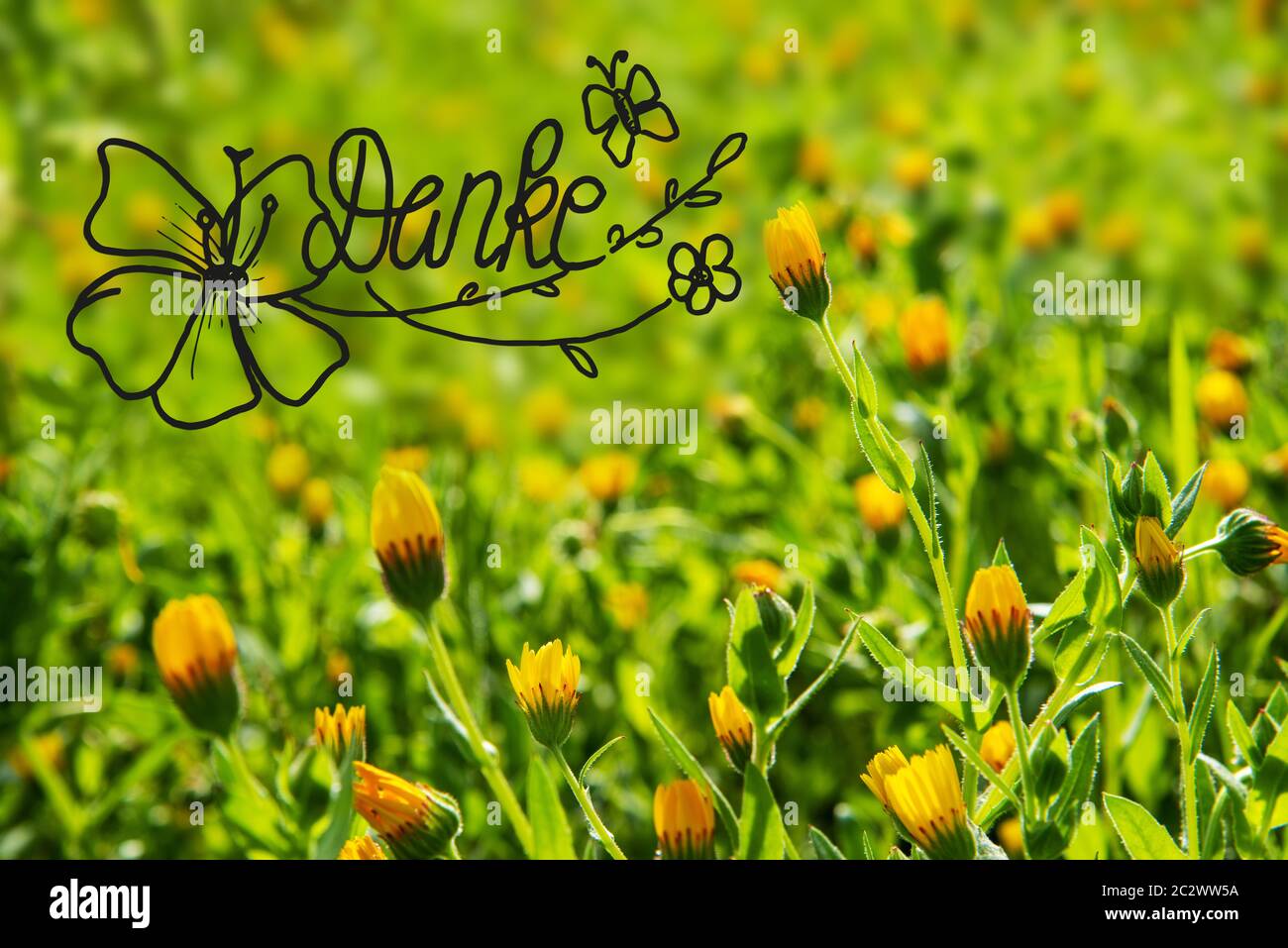 German Calligraphy Danke Means Thank You. Beautiful Scenery Of Daisy ...