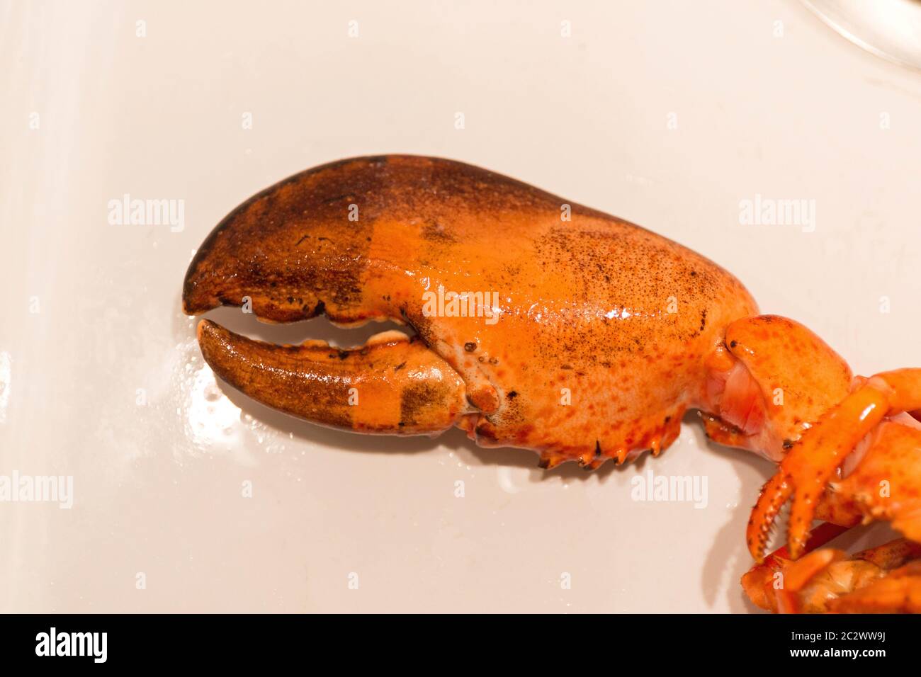 One Big Orange Lobster Claw Steam Cooked Stock Photo - Alamy