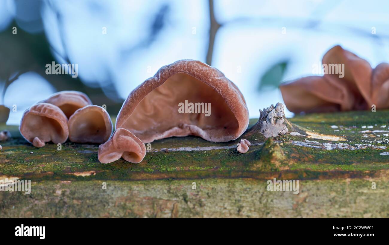 Tree ear hi-res stock photography and images - Alamy