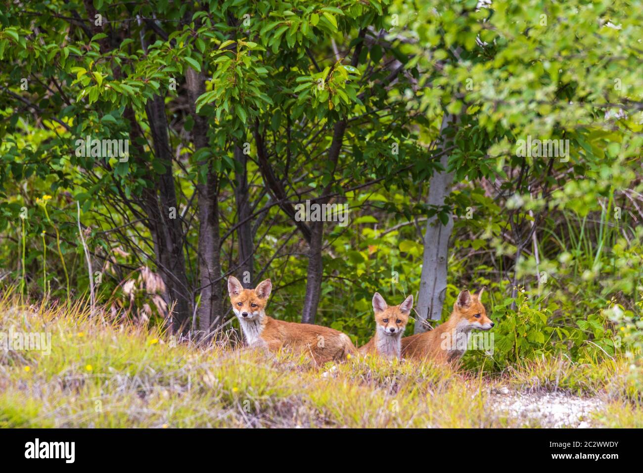 Fox cubs playing around their den Stock Photo - Alamy
