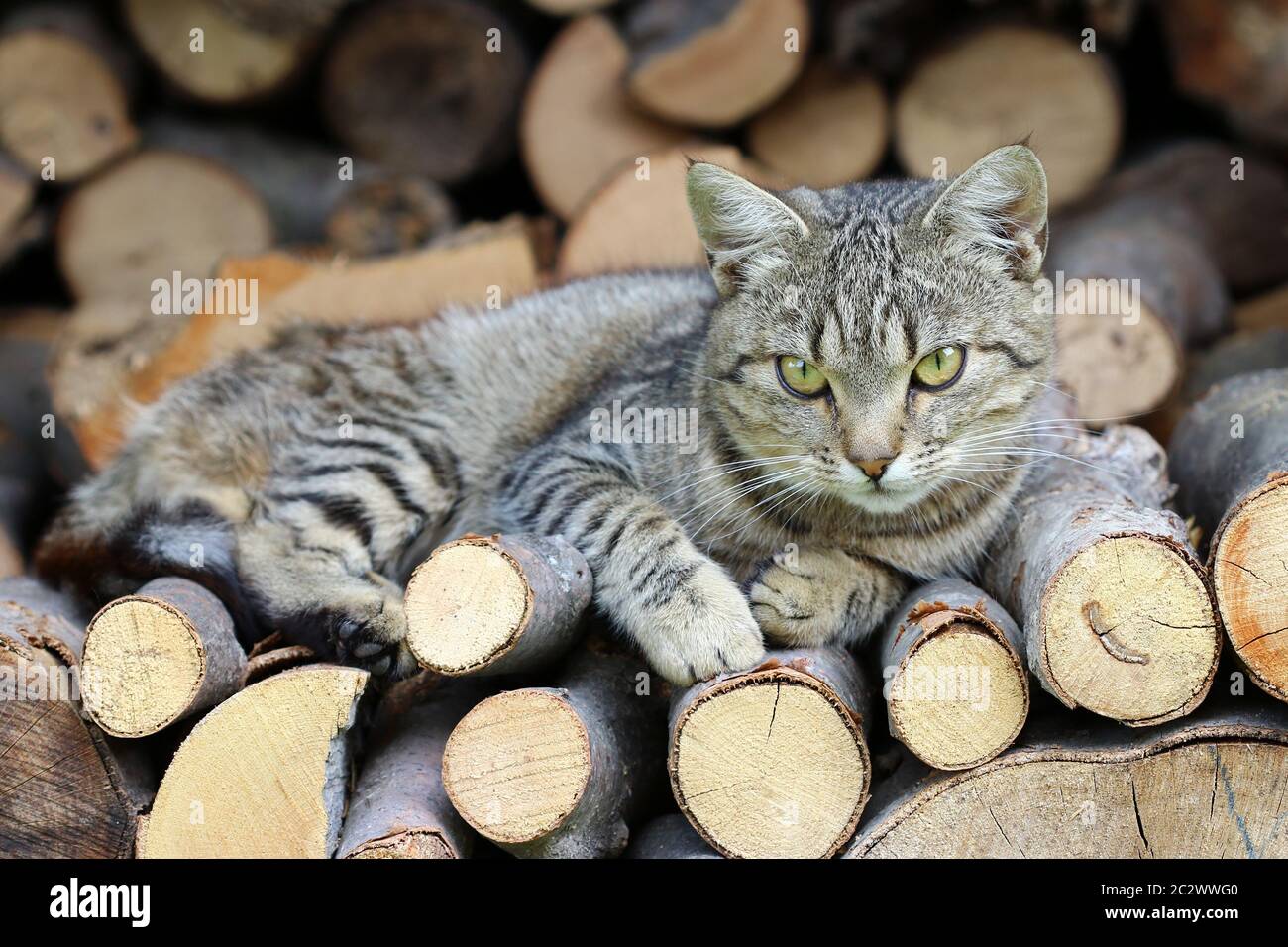Detail of the cat resting on a heap of logs Stock Photo - Alamy